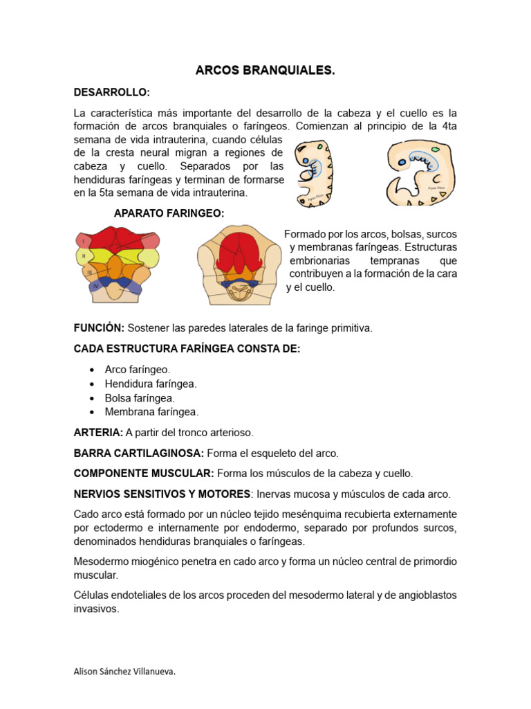 Desarrollo de Arcos Branquiales en Embriones | PDF | Morfología (biología) | Cabeza y cuello humanos