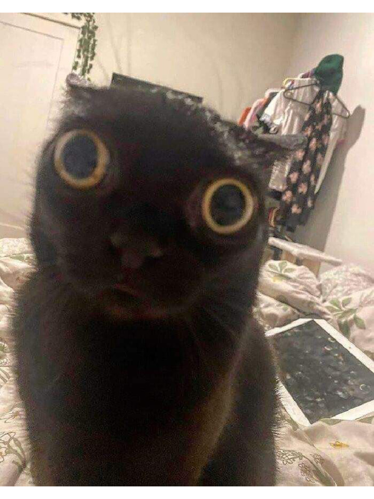 gato | PDF