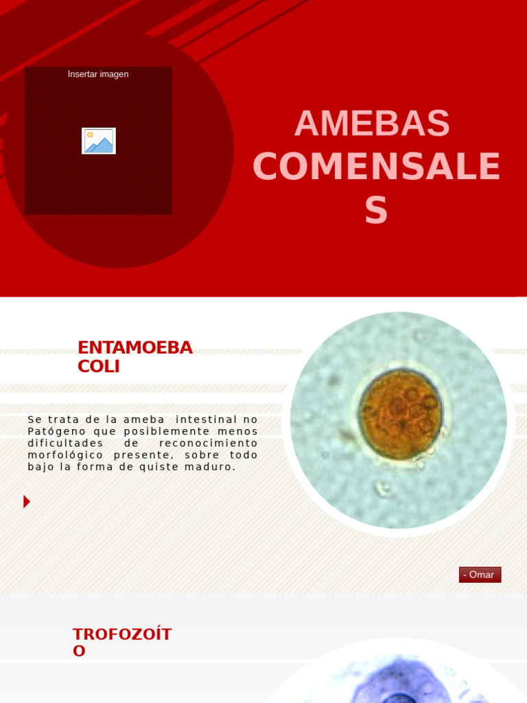 Amebas Comensales | PDF | Especialidades Medicas | Microbiología