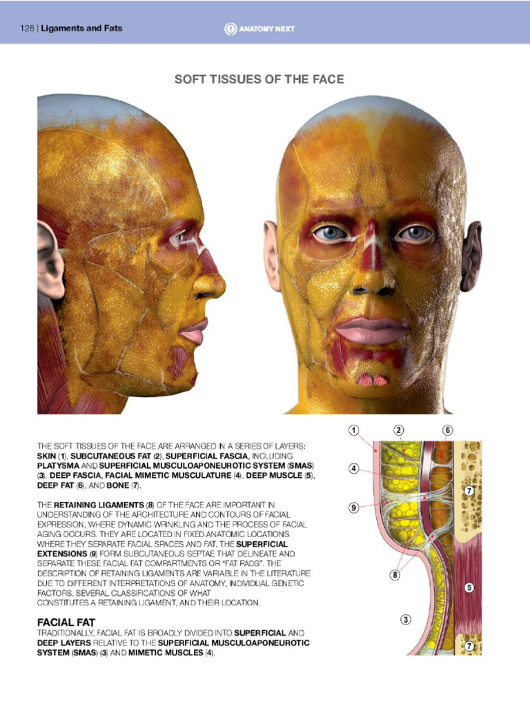 Anatomy 20 of 20 Facial 20 Expressionpdf | PDF