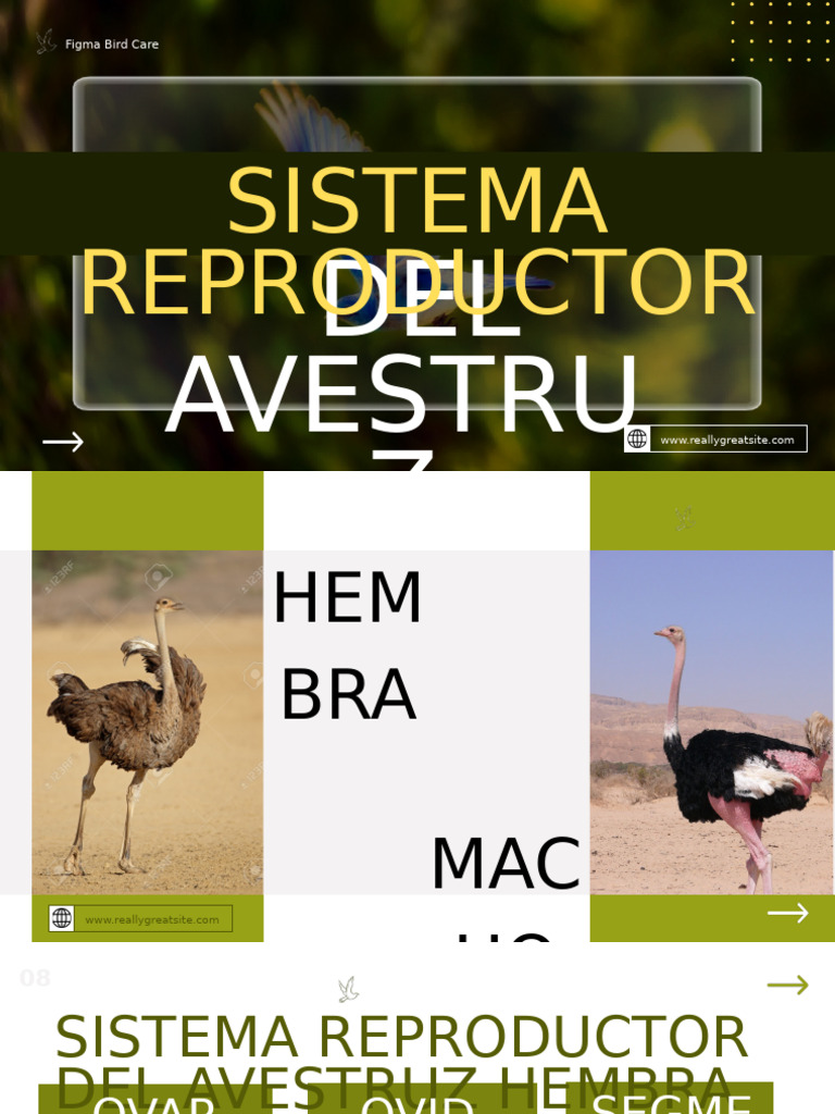 Sistema Reproductor Del Avestruz | PDF | Sistema reproductivo | Anatomia animal