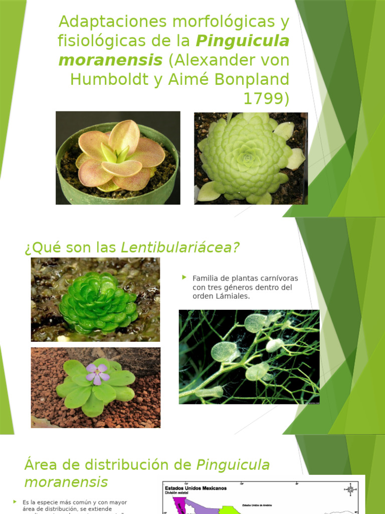 Adaptaciones Morfológicas y Fisiológicas de La Pinguicula Moranensis ...