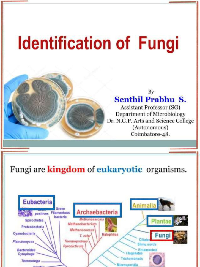 Identification of Fungi | PDF