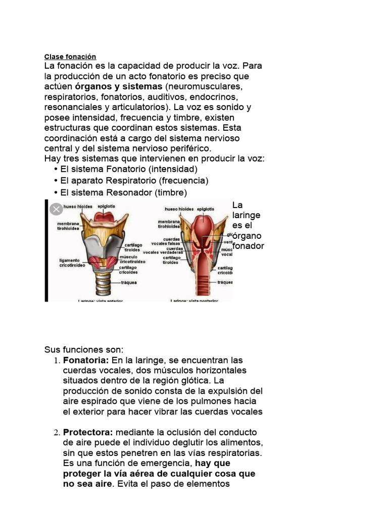 Clase Fonación | PDF | Laringe