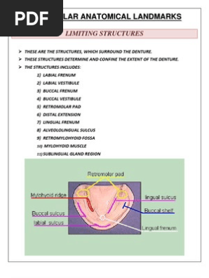 Retromylohyoid Fossa