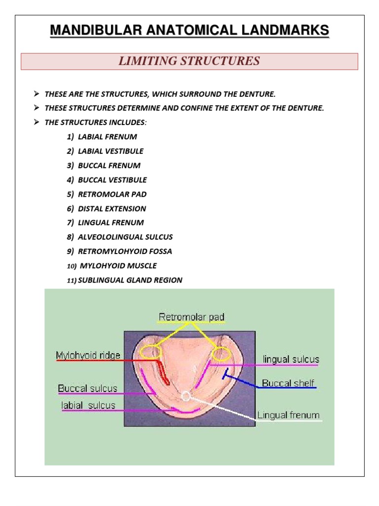 Retromolar Pad Anatomy