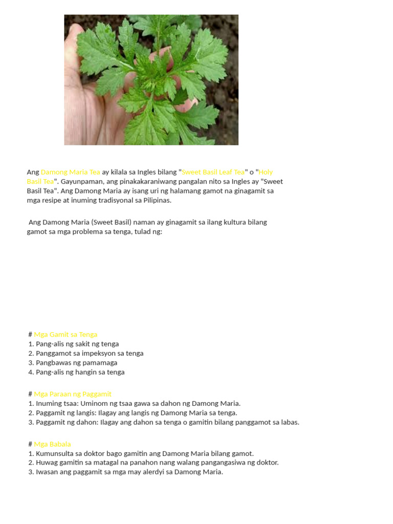 Damong Maria Tea o Sweet Basil Tea - 241205 - 172009 | PDF