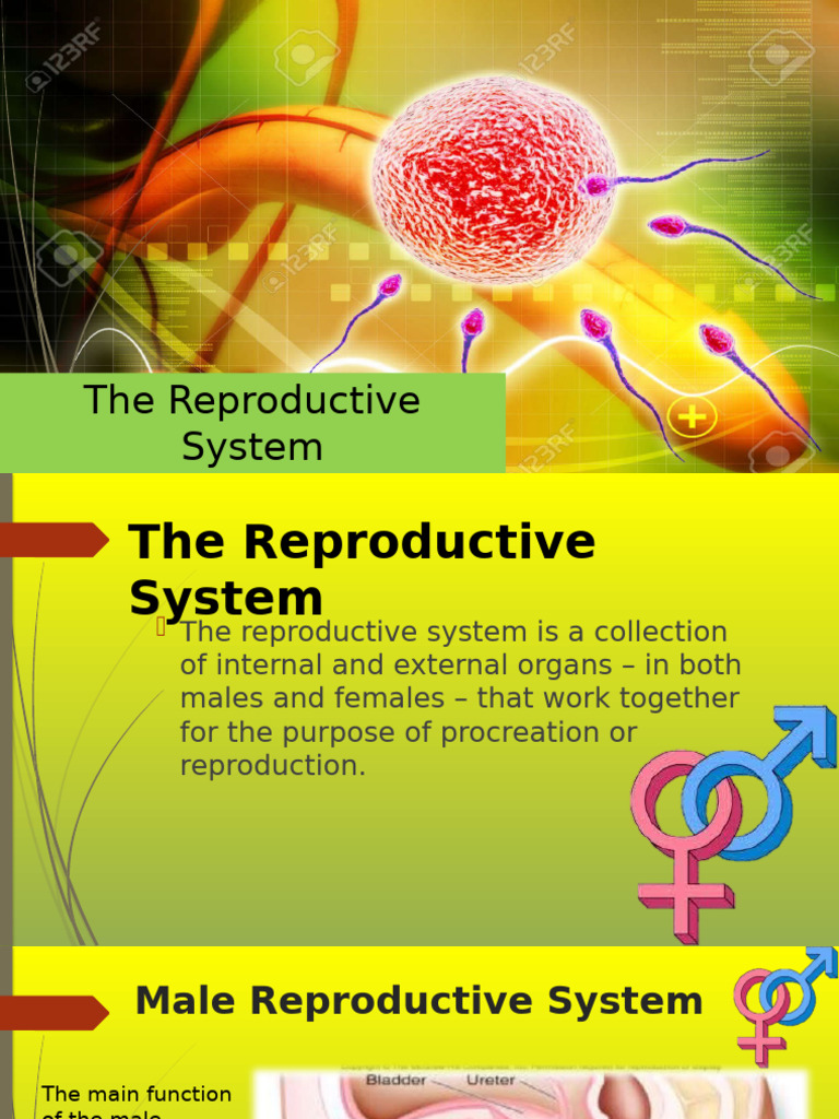 The Reproductive System | PDF | Reproductive System | Animal Anatomy