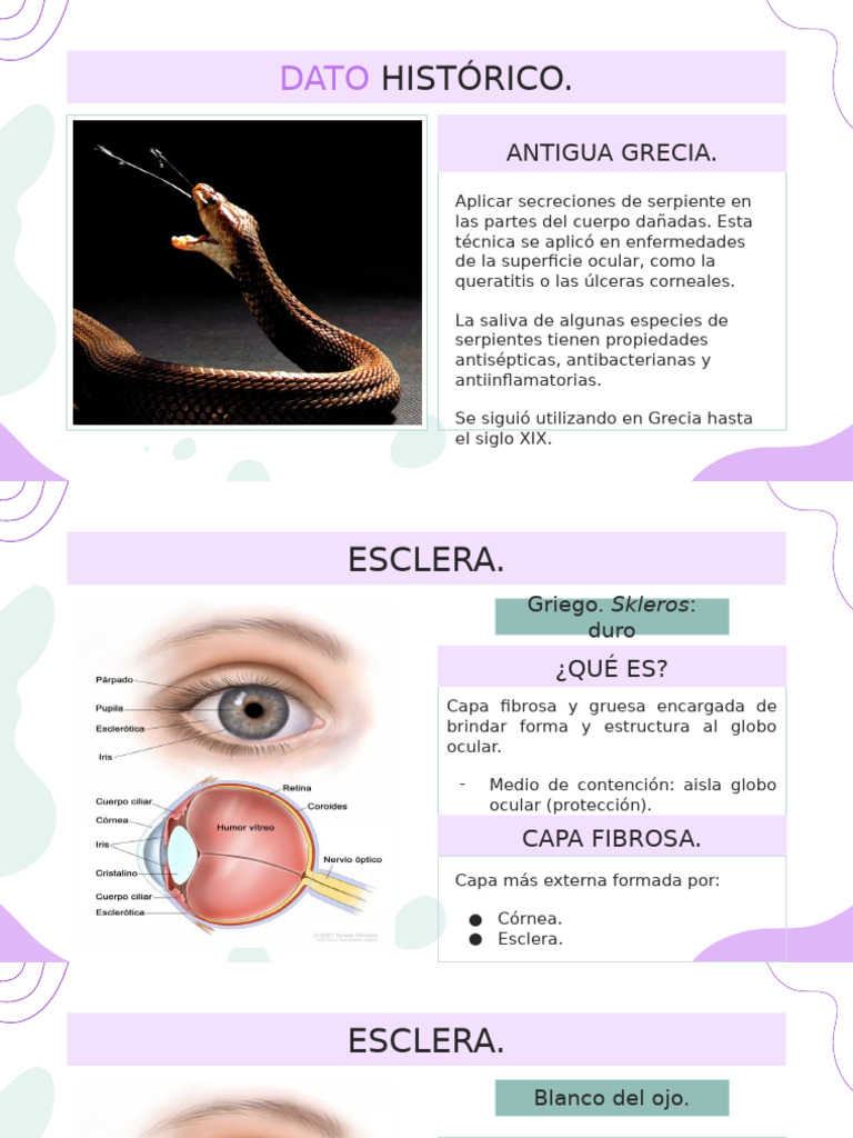 Anatomía y Función de la Esclera Ocular | PDF | Córnea | Epitelio