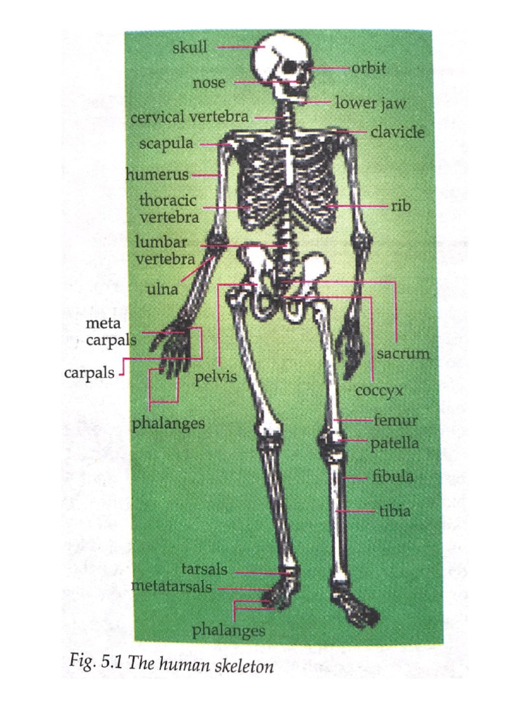 A Human Skeleton | PDF