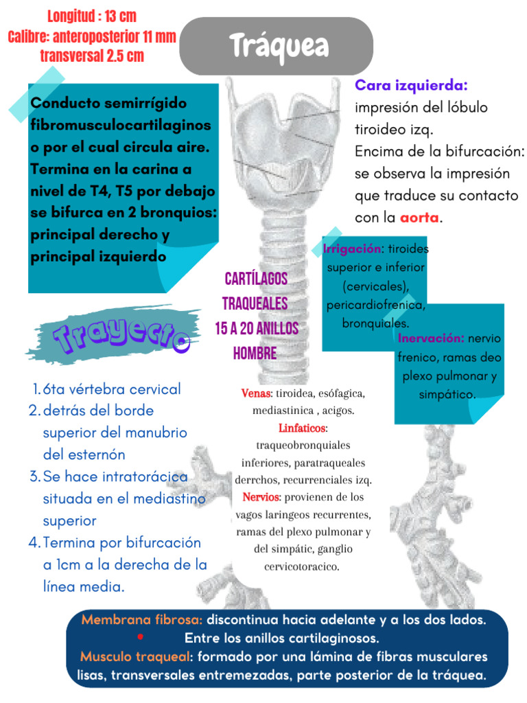 Tráquea | PDF | Anatomía humana | Tórax (anatomía humana)