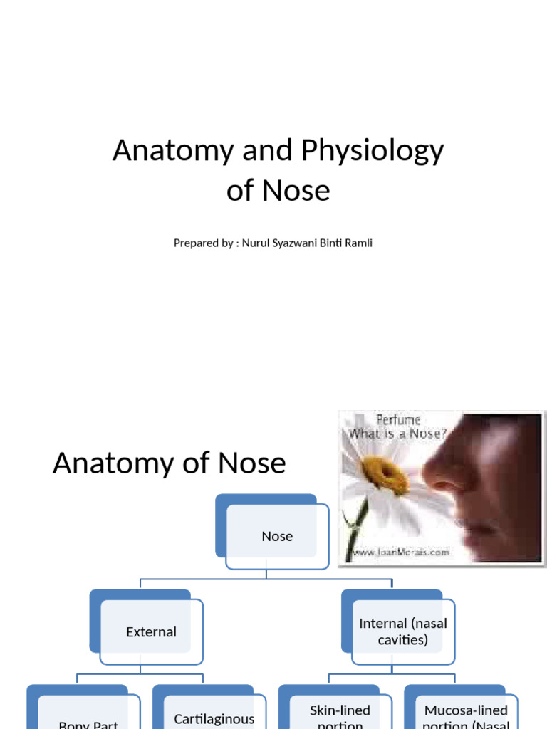 133978691-Anatomy-and-Physiology-of-Nose | PDF | Human Nose | Anatomy