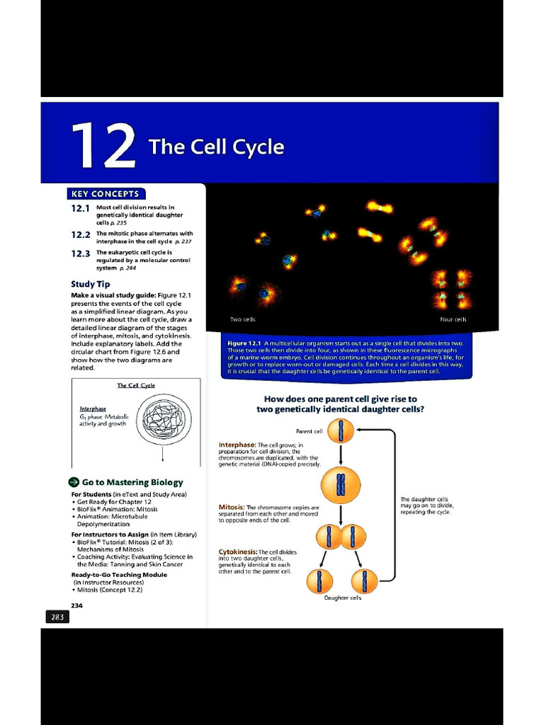 The Cell Cycle | PDF