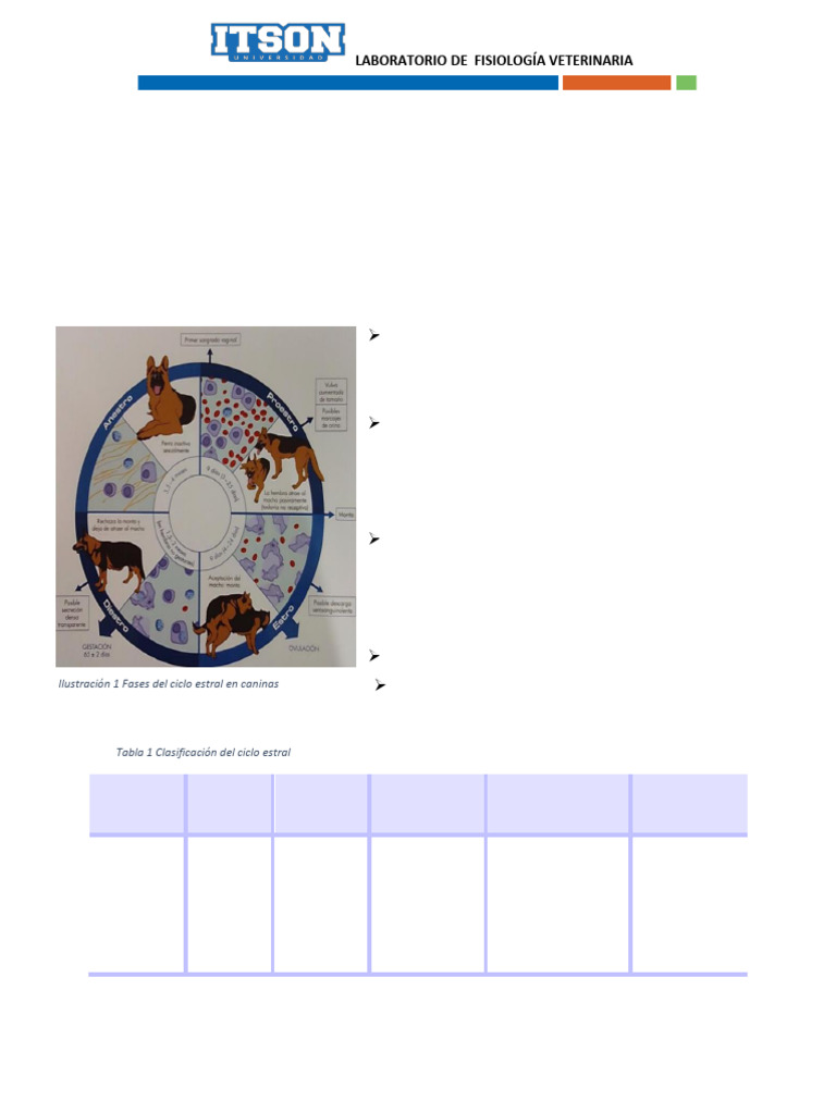Ciclo Estral Perra | PDF | Vagina | Reproducción