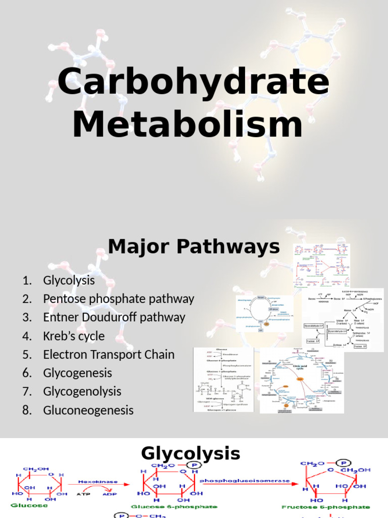 Carbohydrate Metabolism | PDF | Glycolysis | Electron Transport Chain