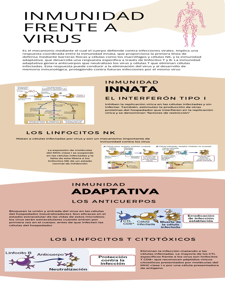 INFOGRAFÍA - RESPUESTA FRENTE A VIRUS[1] | PDF | Sistema inmune ...