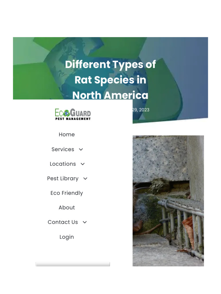 North American Rat Species Guide | PDF | Rat | Rodent