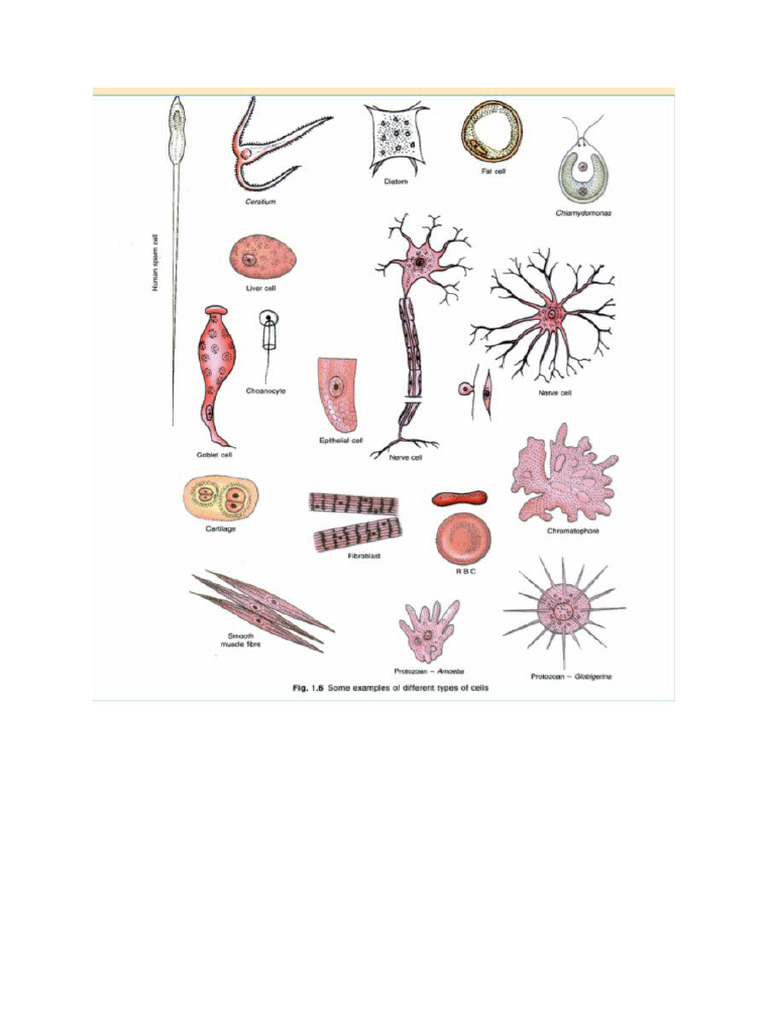 Cell Diagrams | PDF