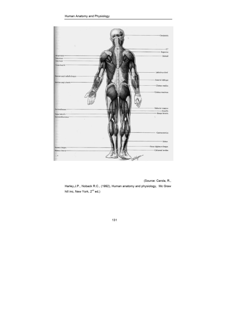 LN Human Anat Final-141 | PDF