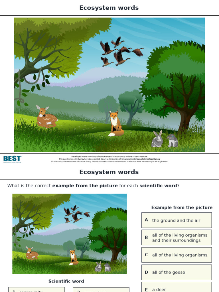 BEST - BOE - 1 - 2 - Diagnostic - Ecosystem Words | PDF