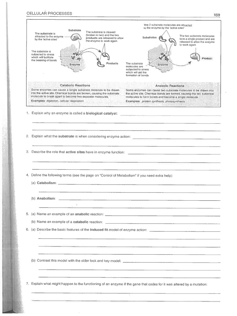 Enzymes Worksheets | PDF