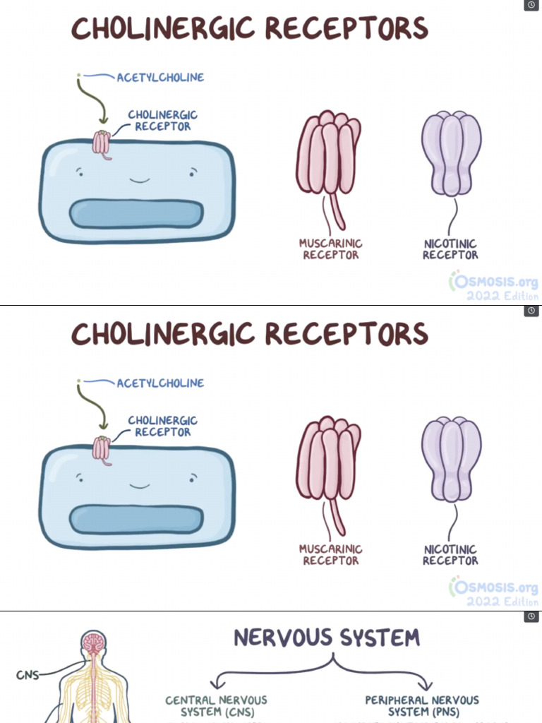 Autonomic Medications | PDF
