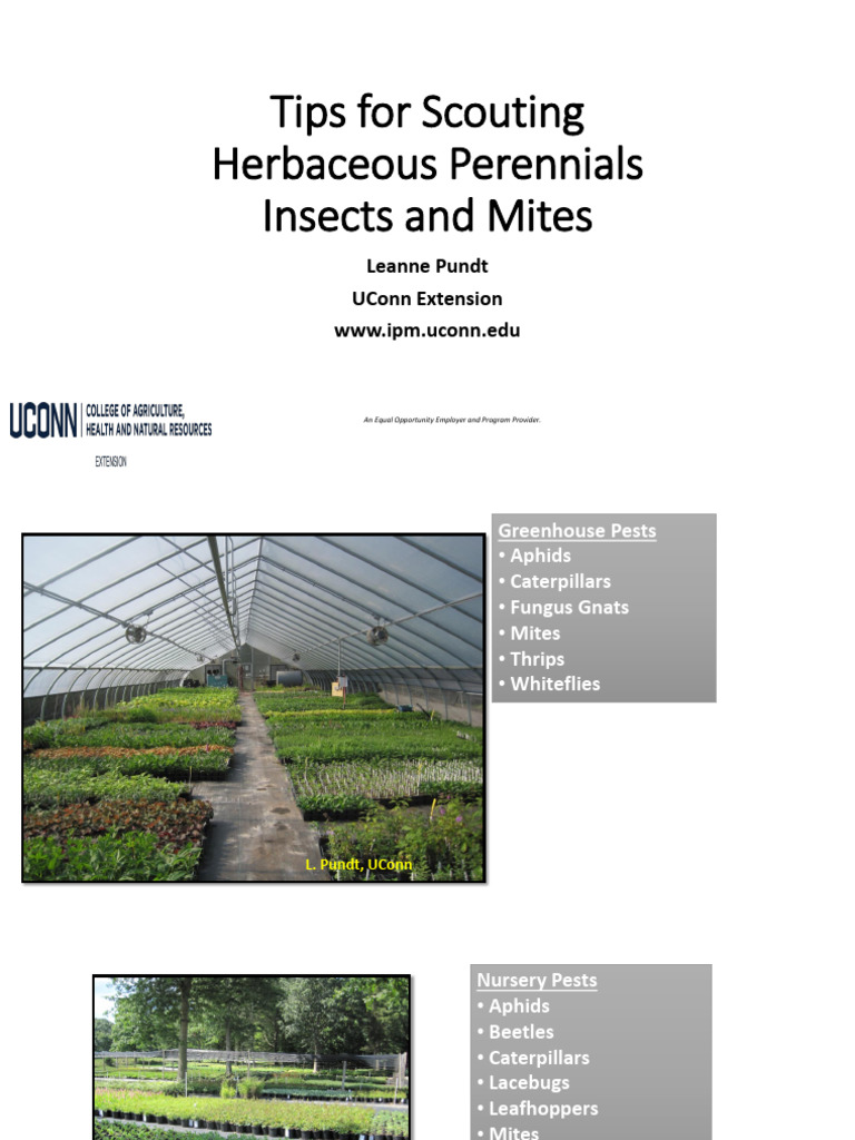 Scouting Herbaceous Perennials Insects and Mites | PDF | Beetle | Lilium
