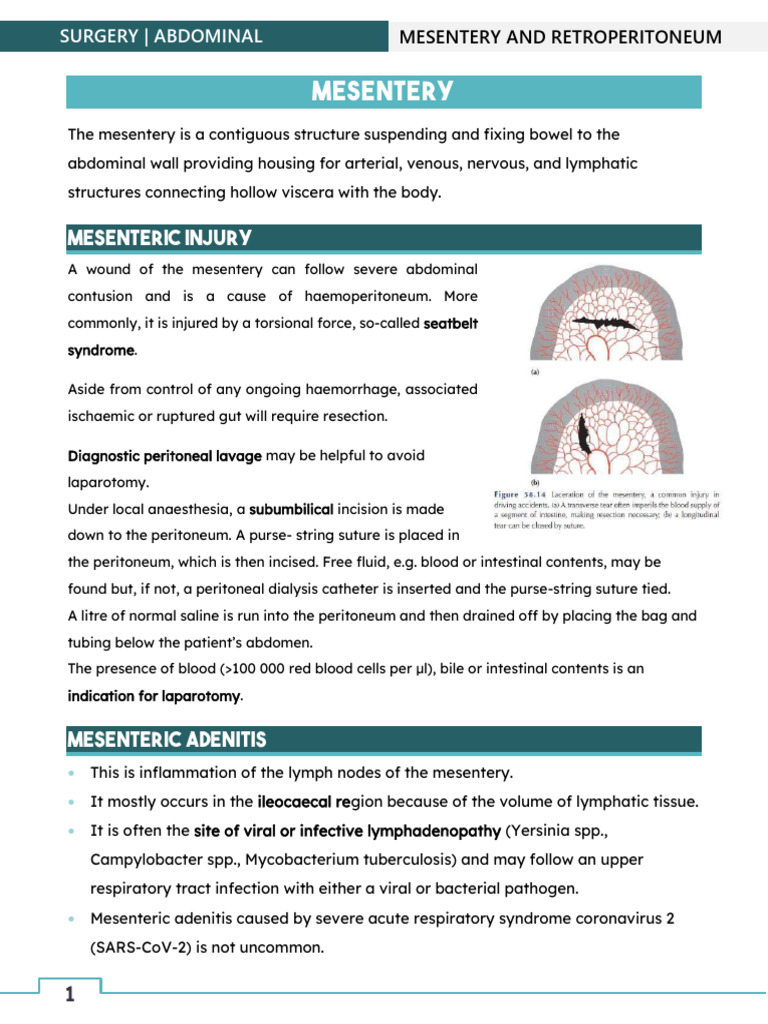 Abdominal Mesentery and Retroperitoneum Guide | PDF | Sarcoma | Peritoneum