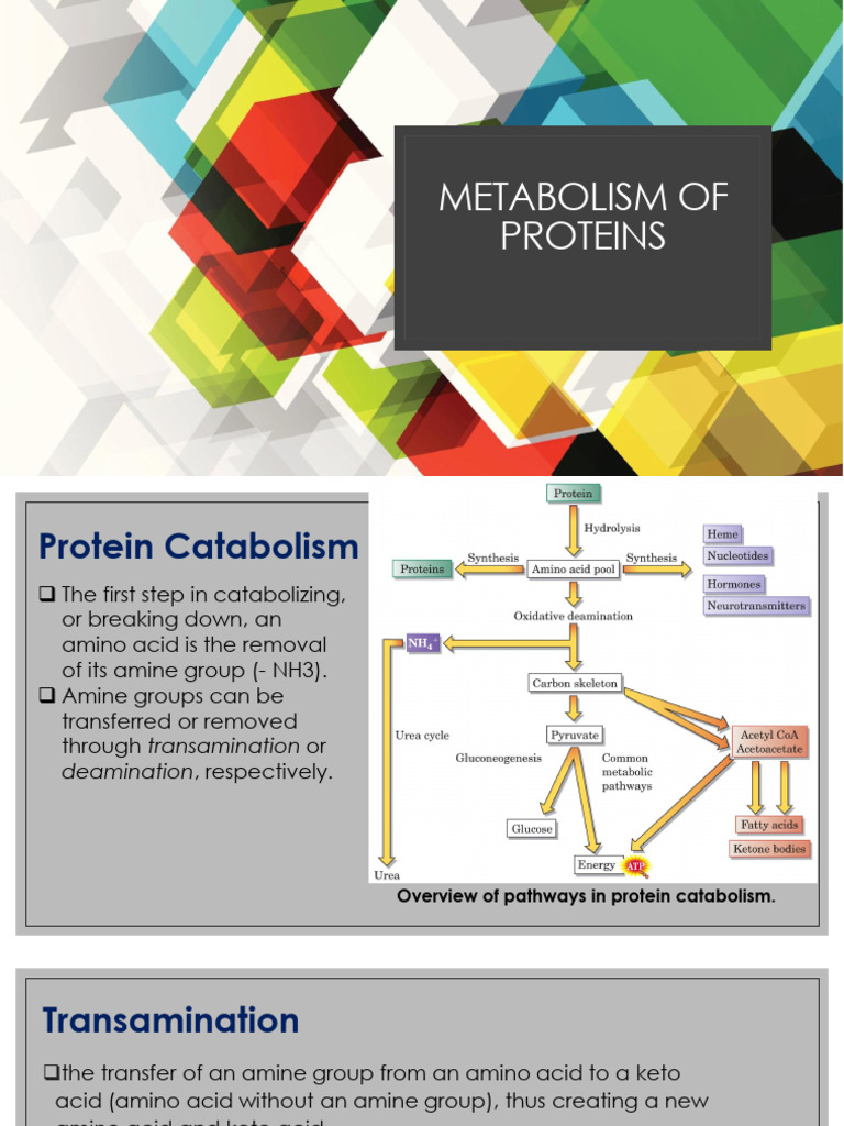 7c Metabolism of Proteins | PDF | Tyrosine | Phenylalanine
