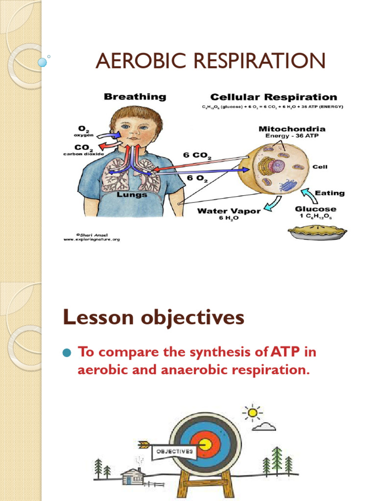 5. Aerobic Respiration.pptx | PDF
