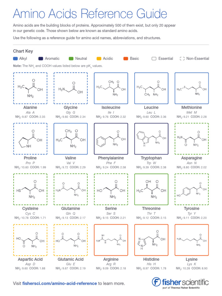 Amino Acids pKa Reference Chart | PDF