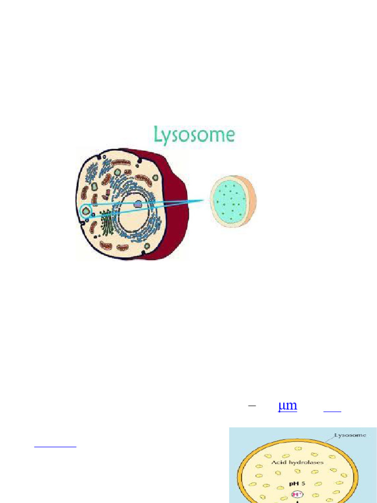 microbodies slideshare | PDF | Lysosome | Vacuole