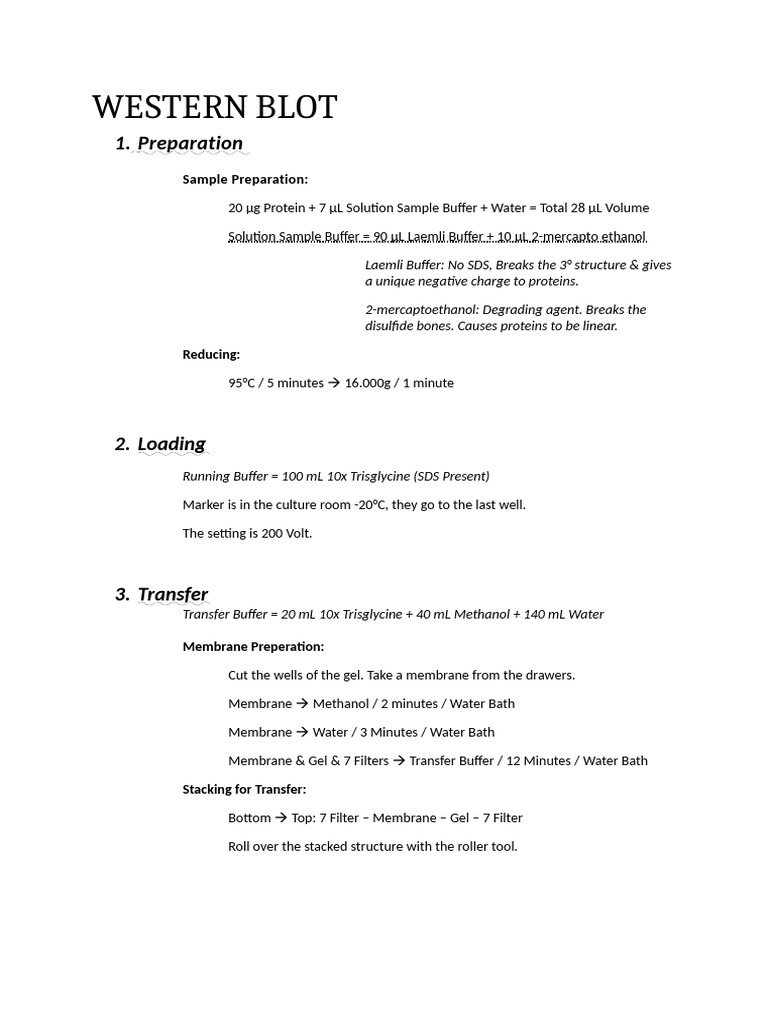 Western Blot | PDF | Western Blot | Laboratory Techniques