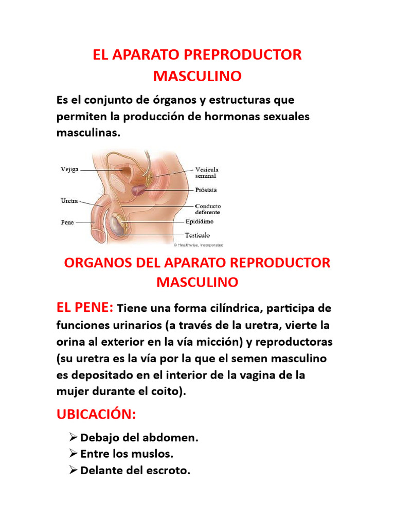 Anatomía del Sistema Reproductor Masculino | PDF | Sistema ...