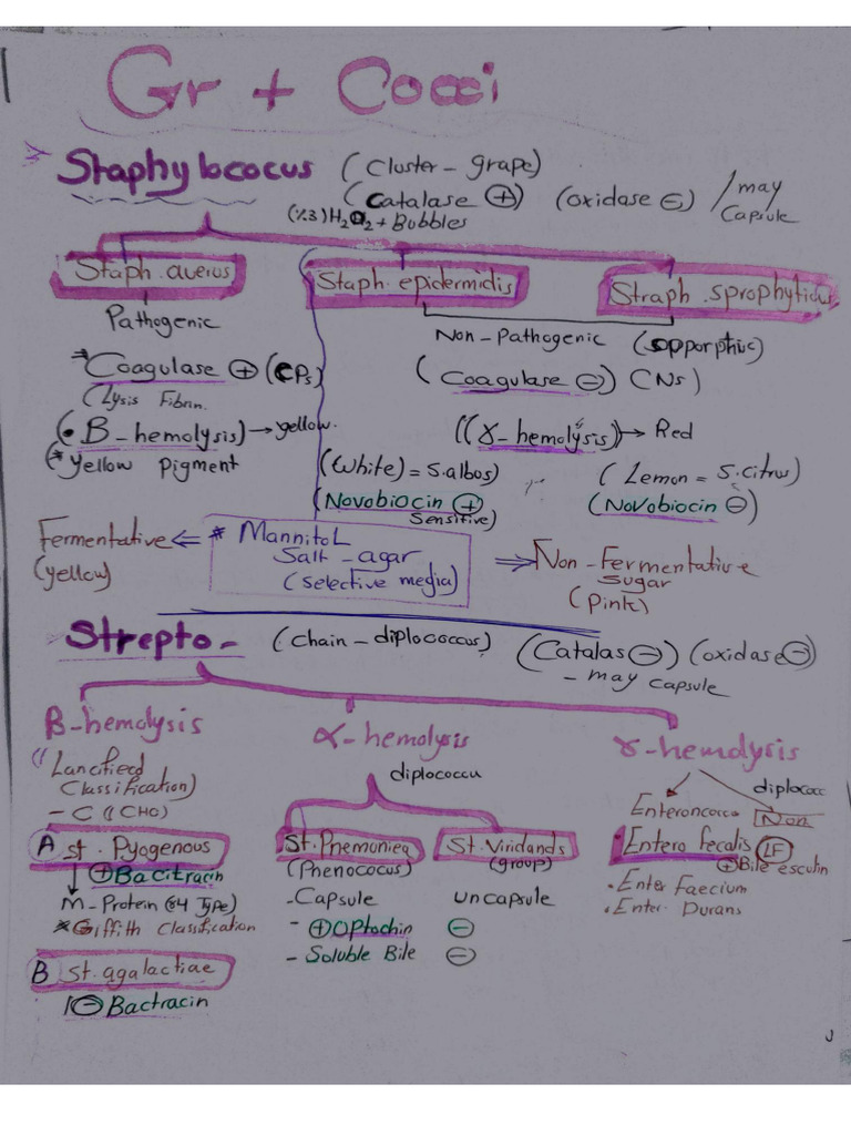 Staph+strepto اهم نقاط | PDF