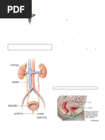 Genito Urinarysystem | PDF | Urinary Tract Infection | Genitourinary System