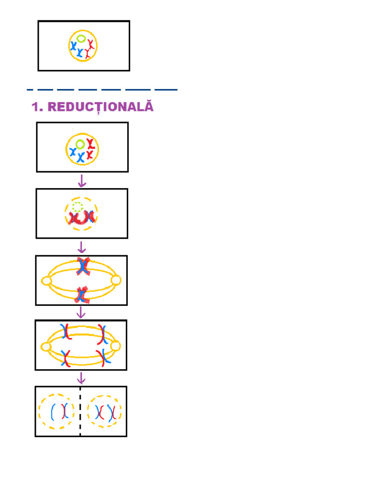 Meioza Reductionala | PDF