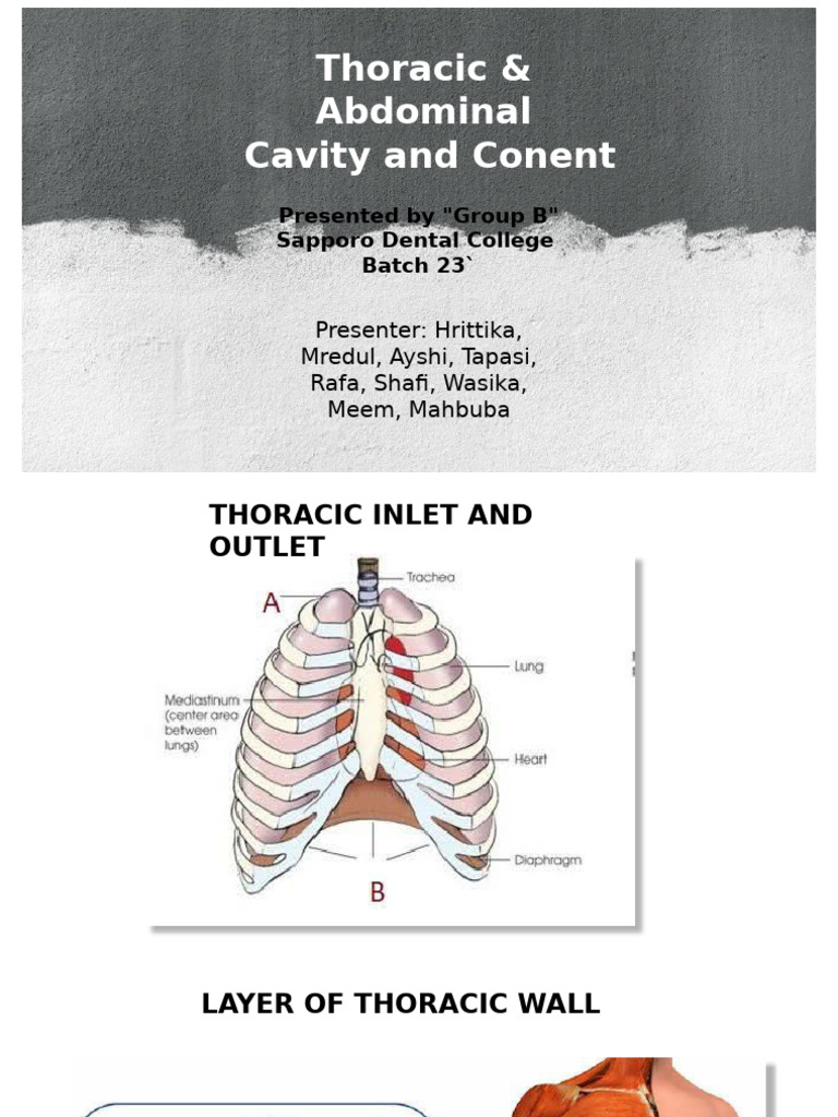 Thoracic and Abdominal Cavity - Group B (1) | PDF