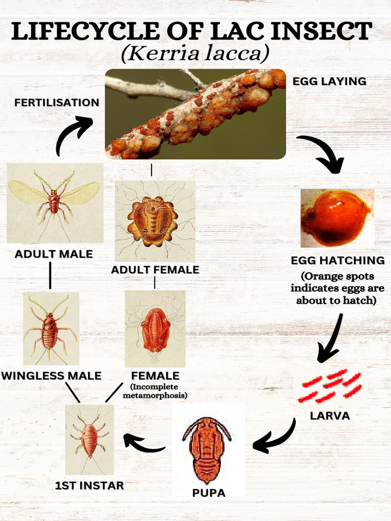 Life Cycle of Lac Insect | PDF