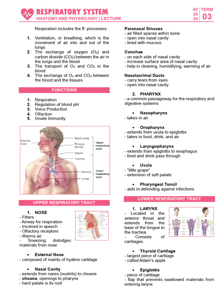 Respiratory System Anatomy Overview | PDF | Respiratory Tract | Lung