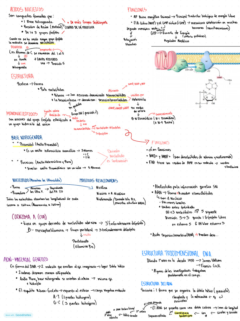 Embrio 5 | PDF | Nucleótidos | Biomoléculas
