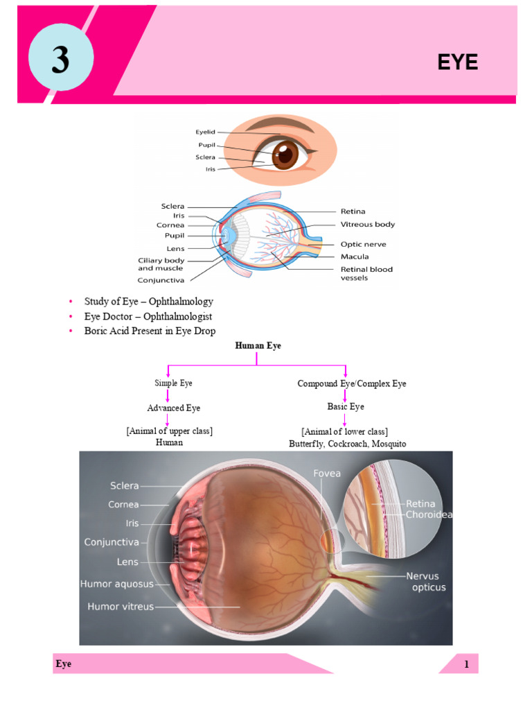 HUMAN EYES | PDF | Eye | Human Eye