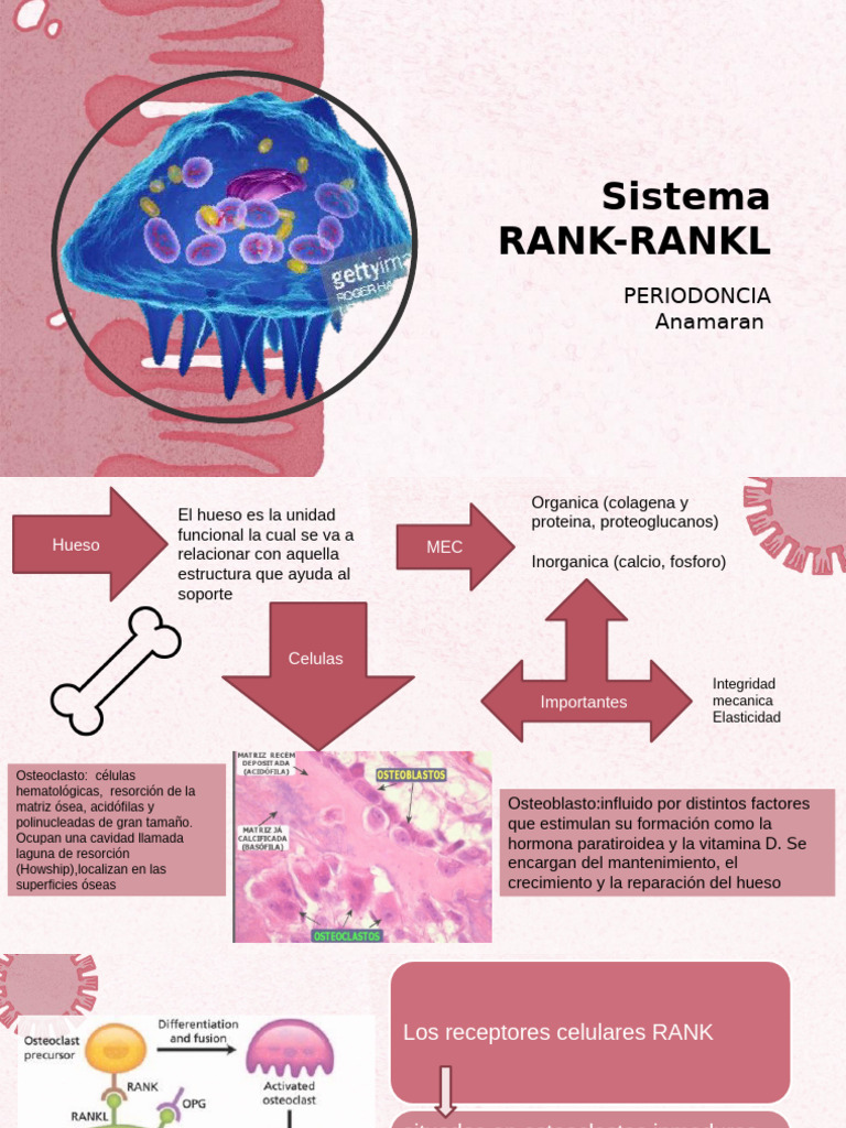 Sistema Rank Rankl Final | PDF | Hueso | Hematopoyesis