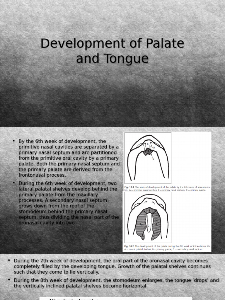 Palate and Tongue Development Stages | PDF | Tongue | Anatomy