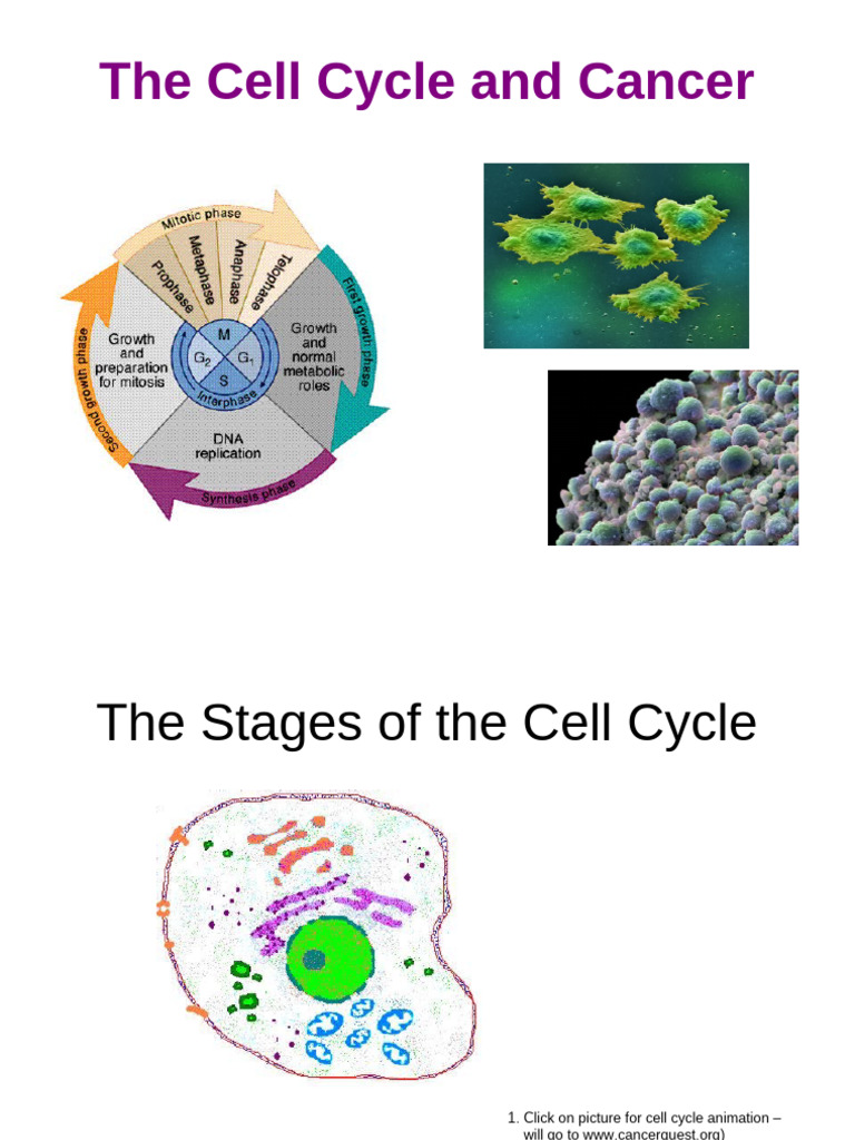 The Cell Cycle and Cancer | PDF | Cancer | Cell Cycle