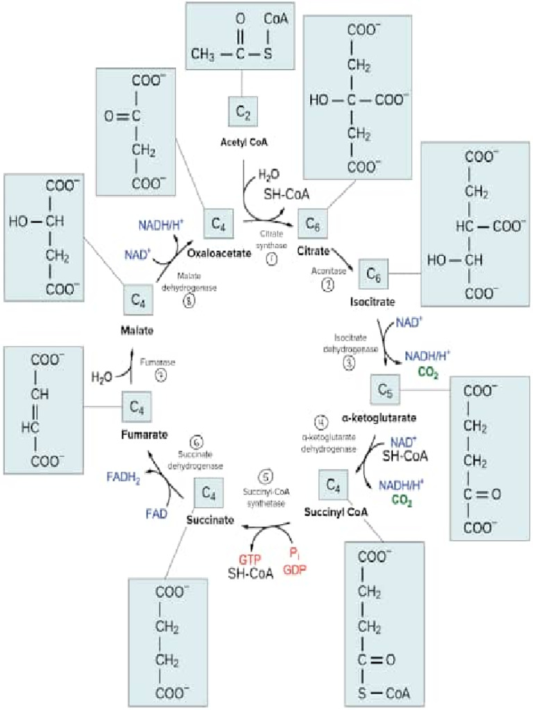 Chains of Amino Acids | PDF
