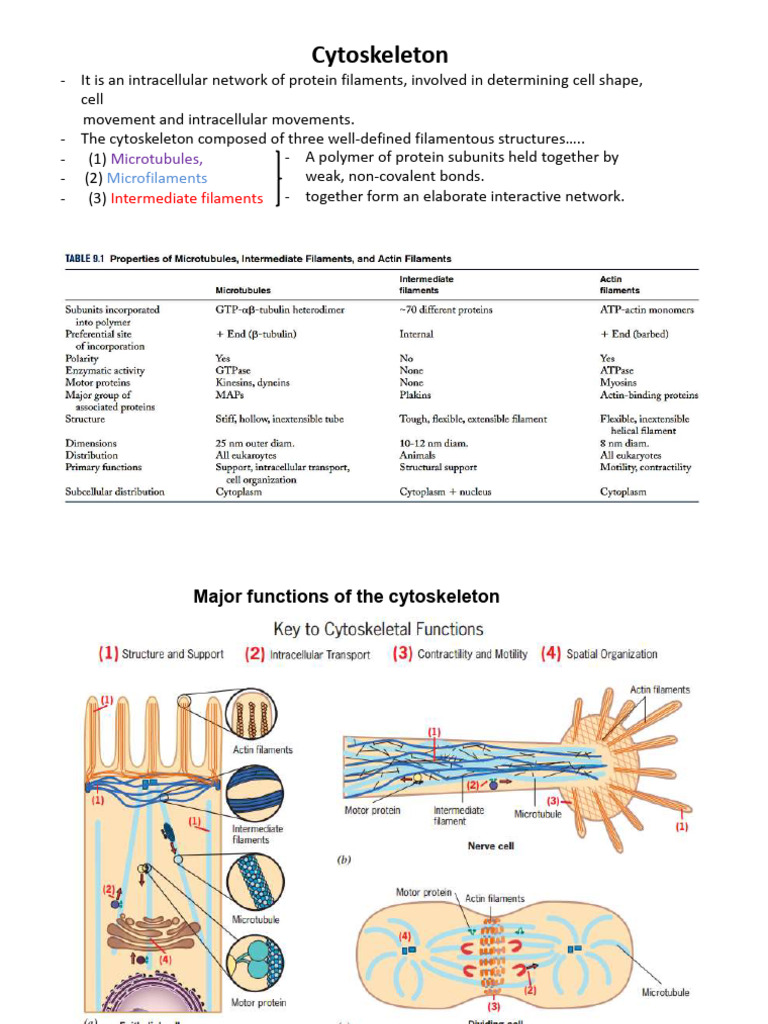 Overview of the Cytoskeleton Components | PDF | Microtubule | Actin