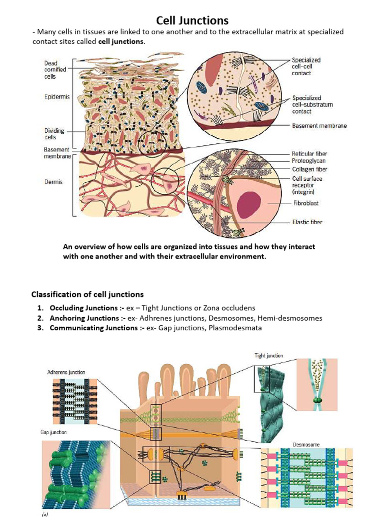 ZOB603 Cell Bio Cell Junction and ECM | PDF | Epithelium | Cell Adhesion
