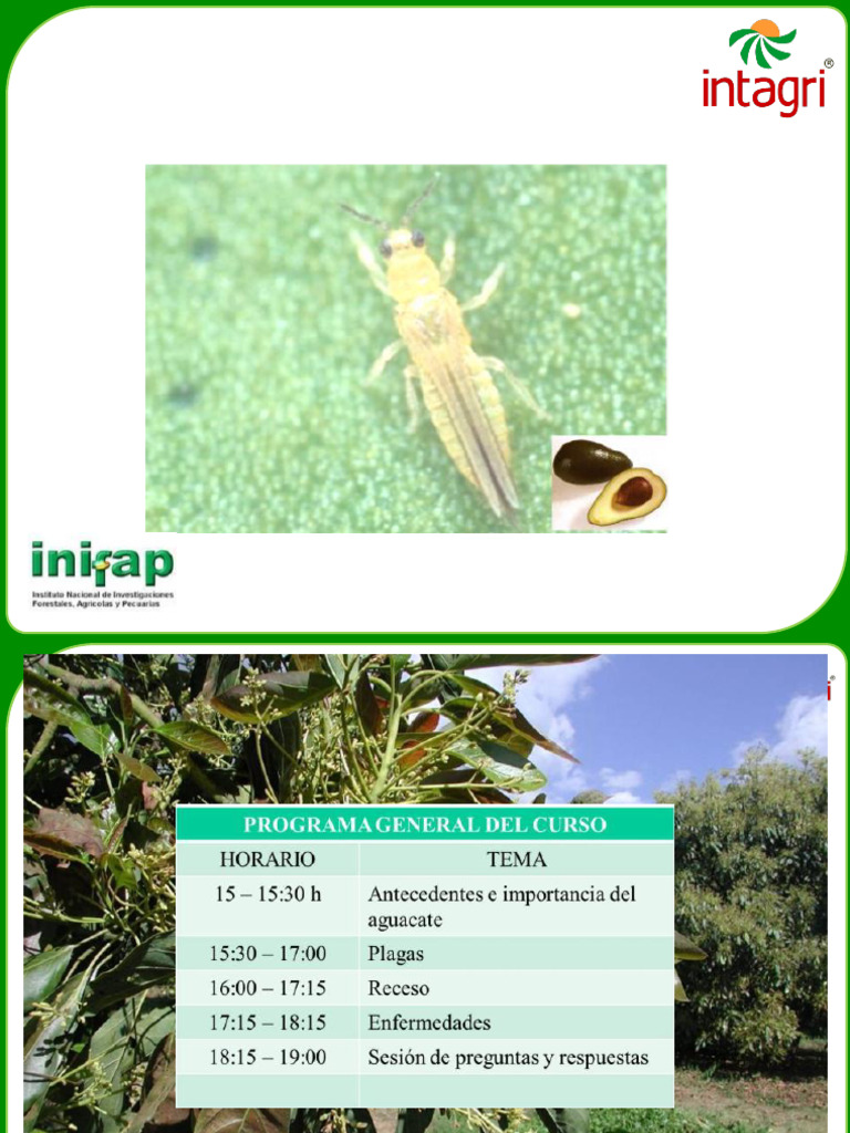 Introduccion Al Manejo Integrado Del Aguacate (Coria) | PDF | Aguacate | Plaga (organismo)