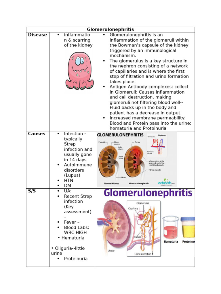 3 Glomerulonephritis | PDF | Edema | Causes Of Death